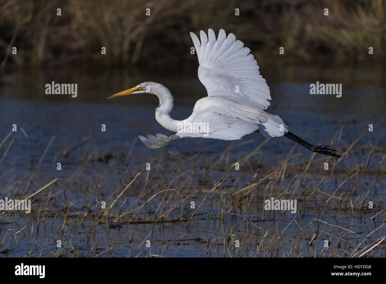 White common egret hi-res stock photography and images - Alamy