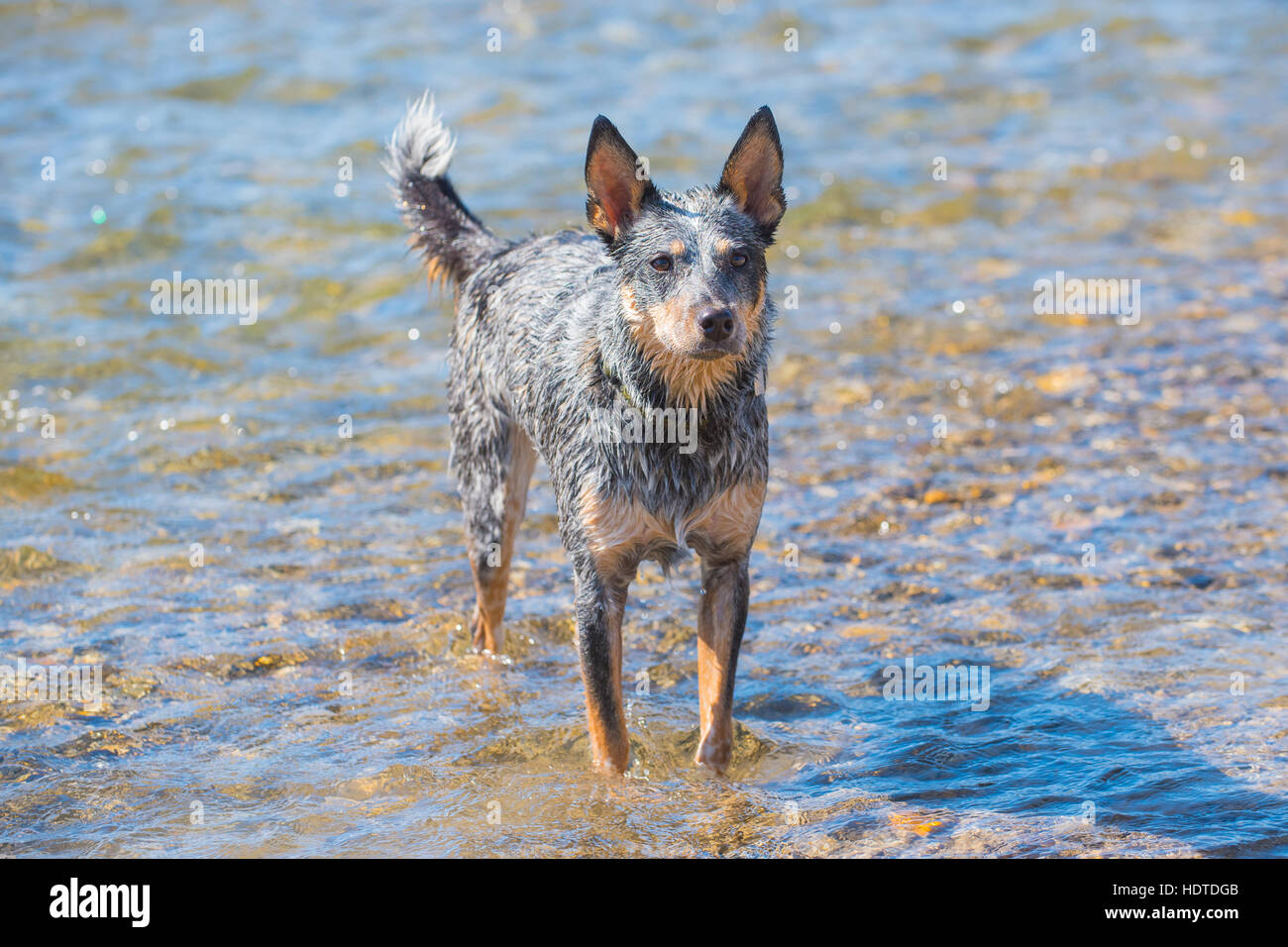 Blue Heeler Dog playing in the river Stock Photo - Alamy