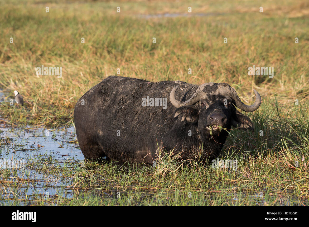 African water buffalo hi-res stock photography and images - Alamy