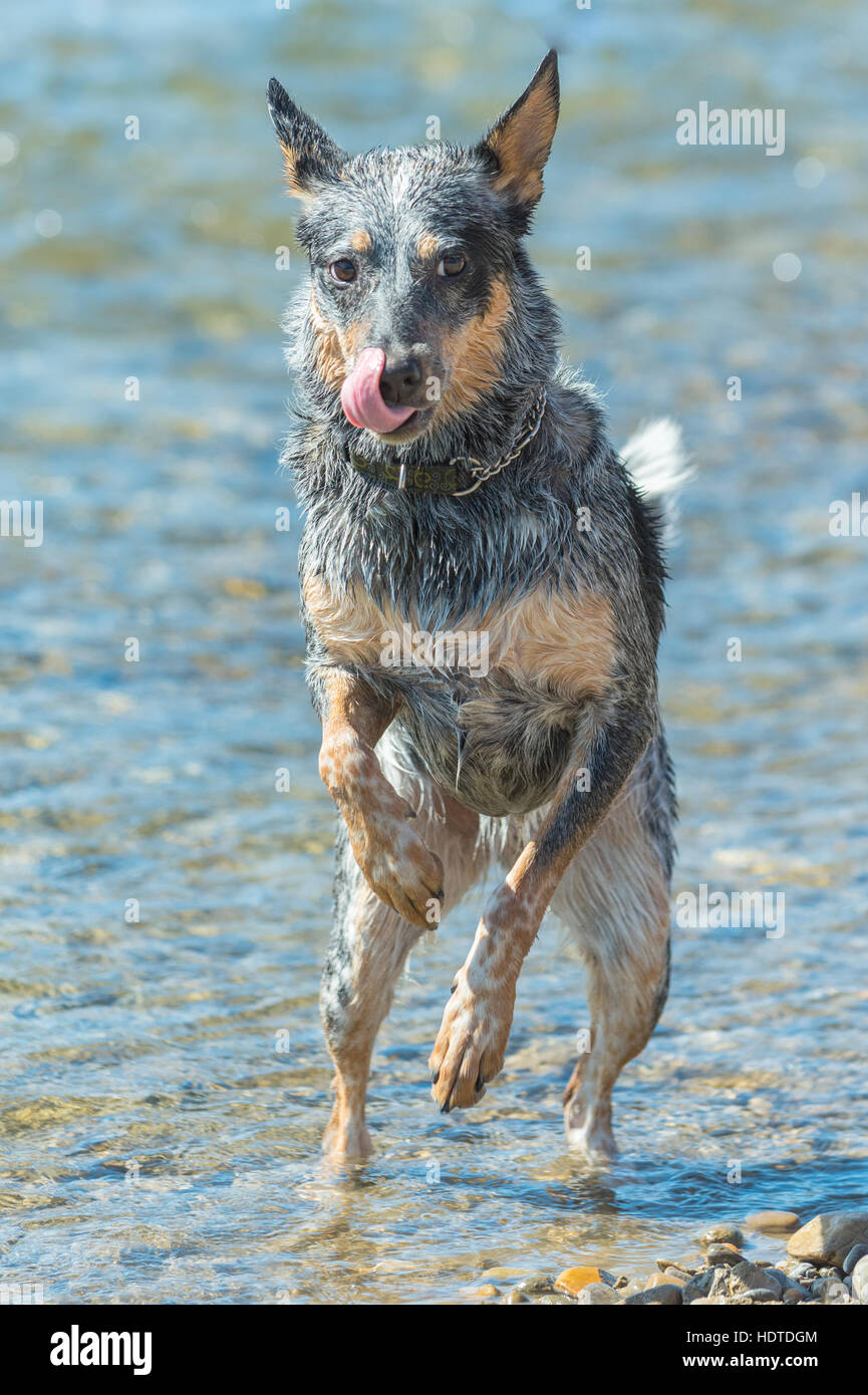 Blue Heeler Dog playing in the river Stock Photo - Alamy