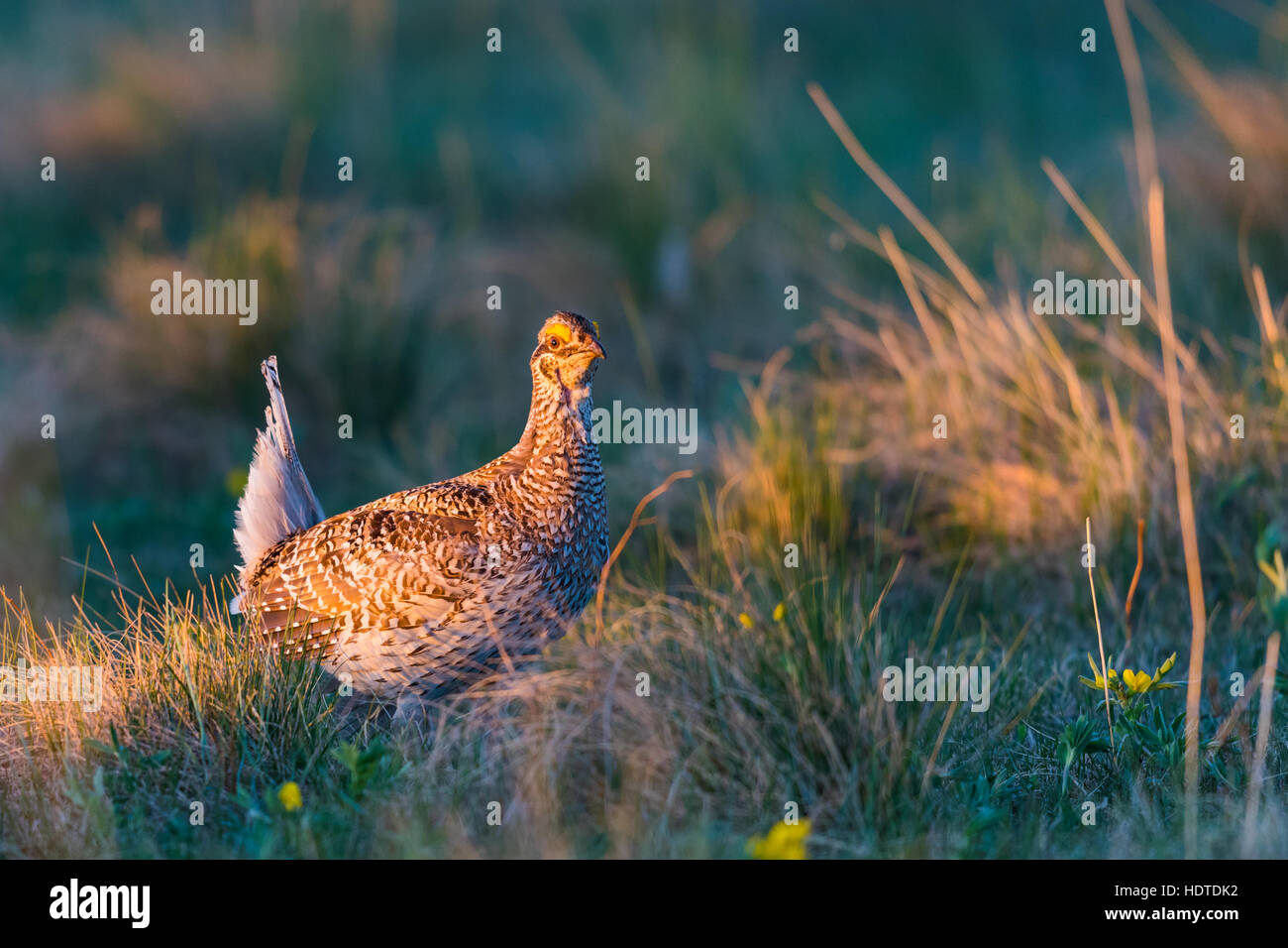 Ritual mating Dance Lek of the Sharp Tailed Grouse Alberta Canada Stock ...