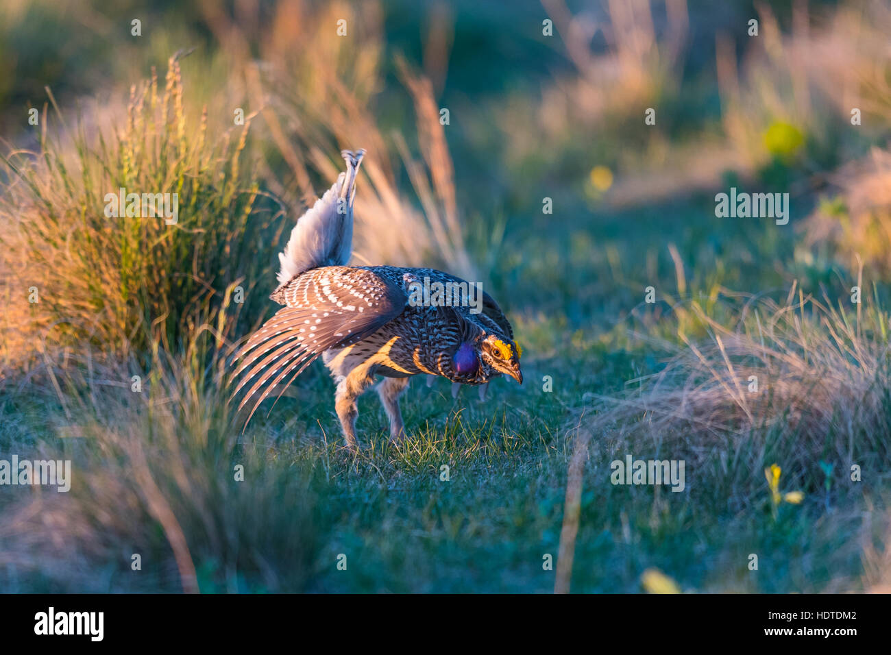 Ritual mating Dance Lek of the Sharp Tailed Grouse Alberta Canada Stock ...