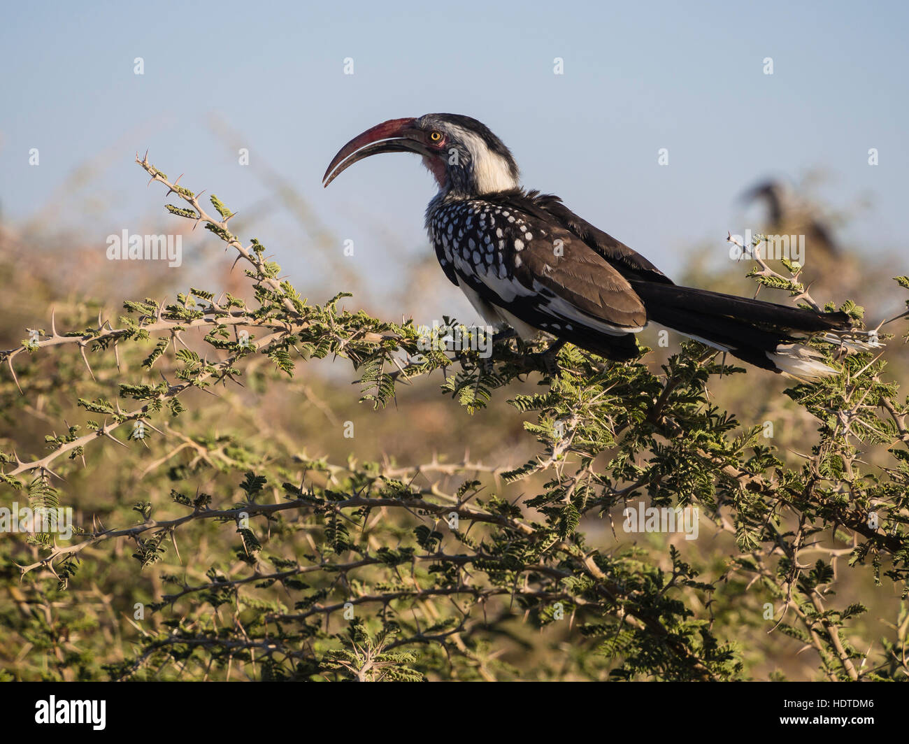 Red wattle tree hi-res stock photography and images - Alamy