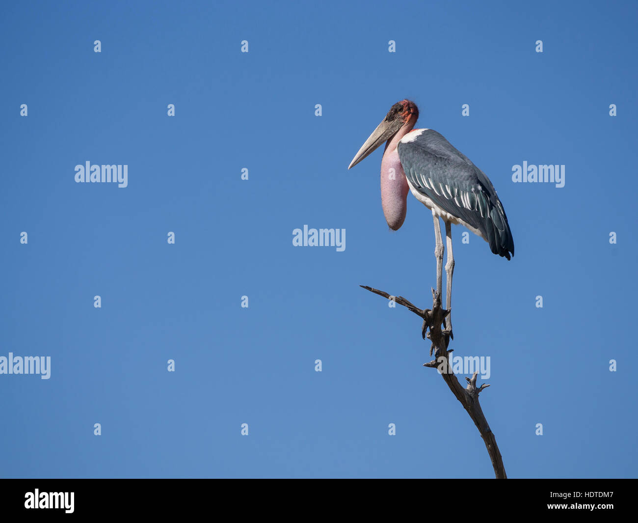 Marabou stork (Leptoptilos crumeniferus) on dry branch, inflated gular ...