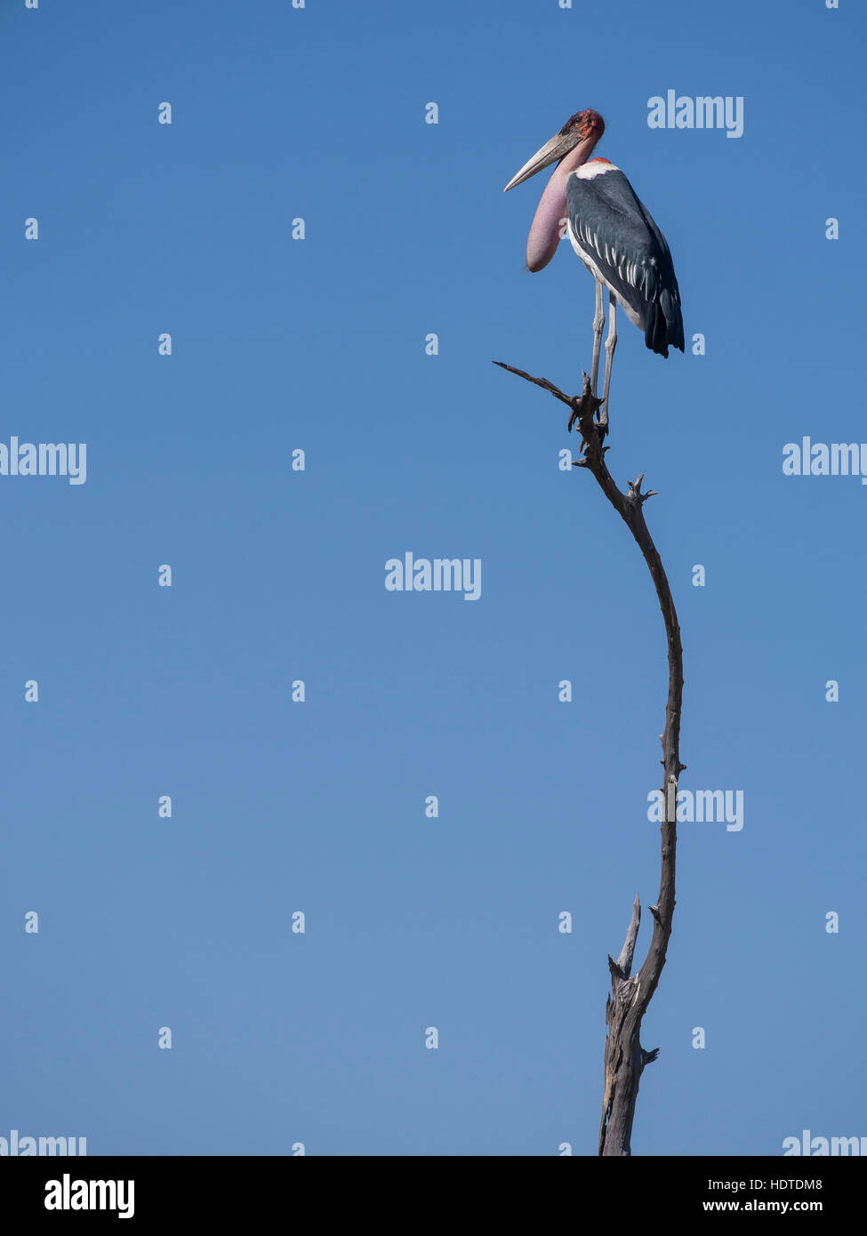 Marabou stork (Leptoptilos crumeniferus) on dry branch, inflated gular ...