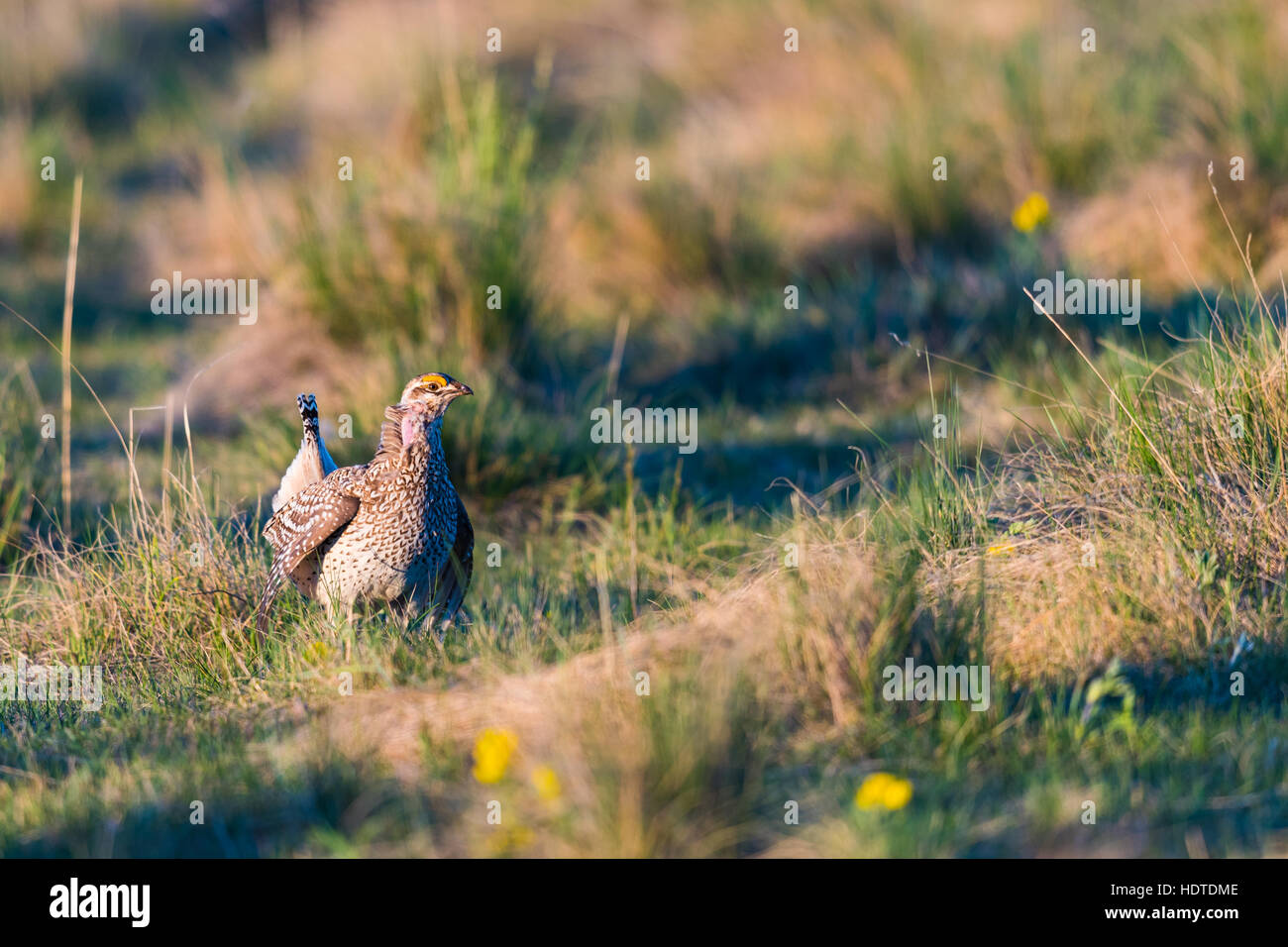 Ritual mating Dance Lek of the Sharp Tailed Grouse Alberta Canada Stock ...
