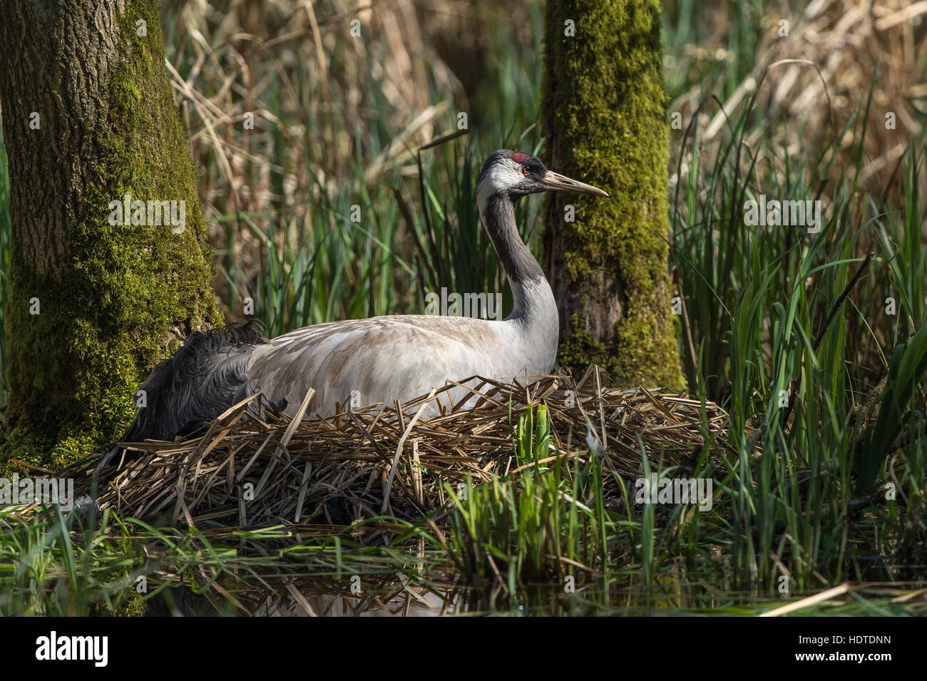 Nesting crane at nest hi-res stock photography and images - Alamy