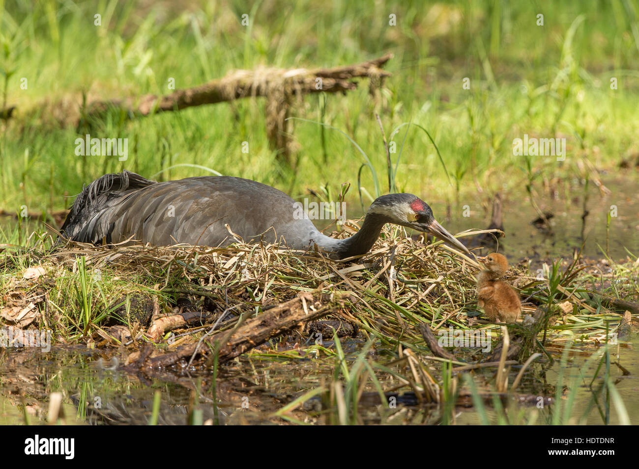 Crane with chicks at the nest hi-res stock photography and images - Alamy