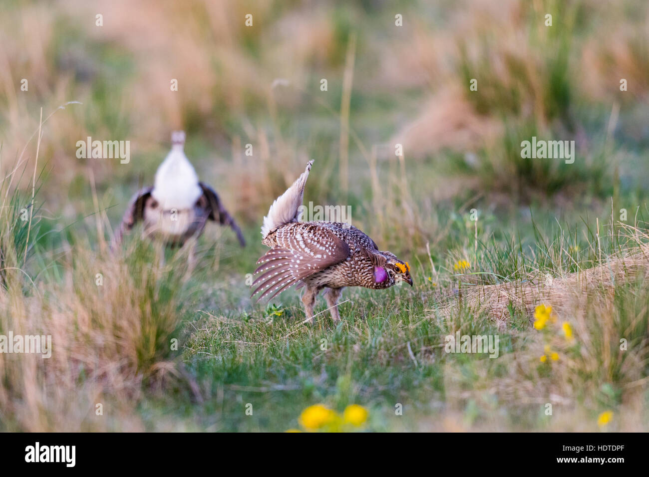 Ritual mating Dance Lek of the Sharp Tailed Grouse Alberta Canada Stock ...