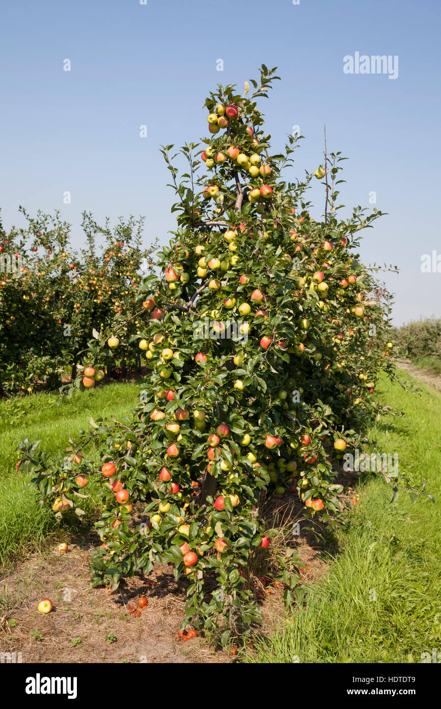 Apple trees, espaliers, orchard, Altes Land, Lower Saxony, Germany ...