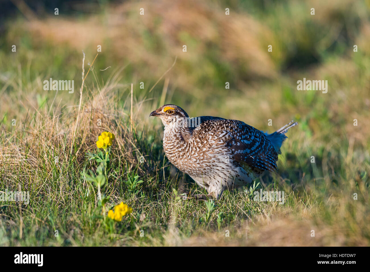 Ritual mating Dance Lek of the Sharp Tailed Grouse Alberta Canada Stock ...