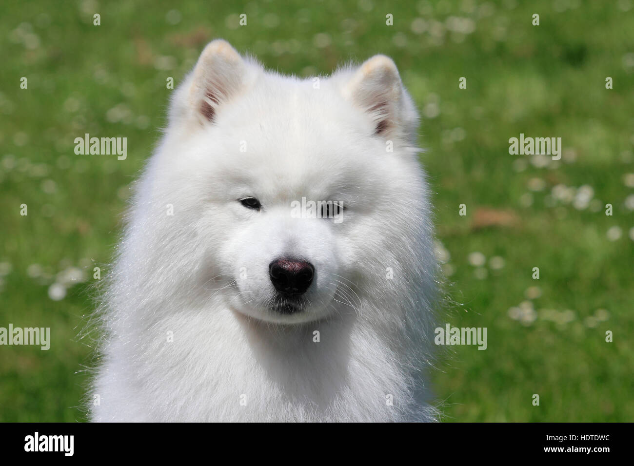 Portrait samoyed hi-res stock photography and images - Alamy