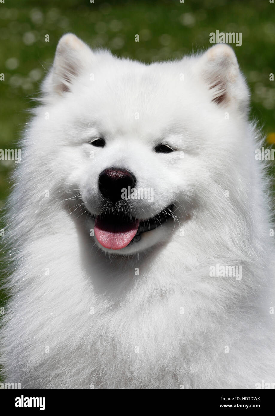 Samoyed, portrait, male dog, 6 years, North Rhine-Westphalia, Germany ...