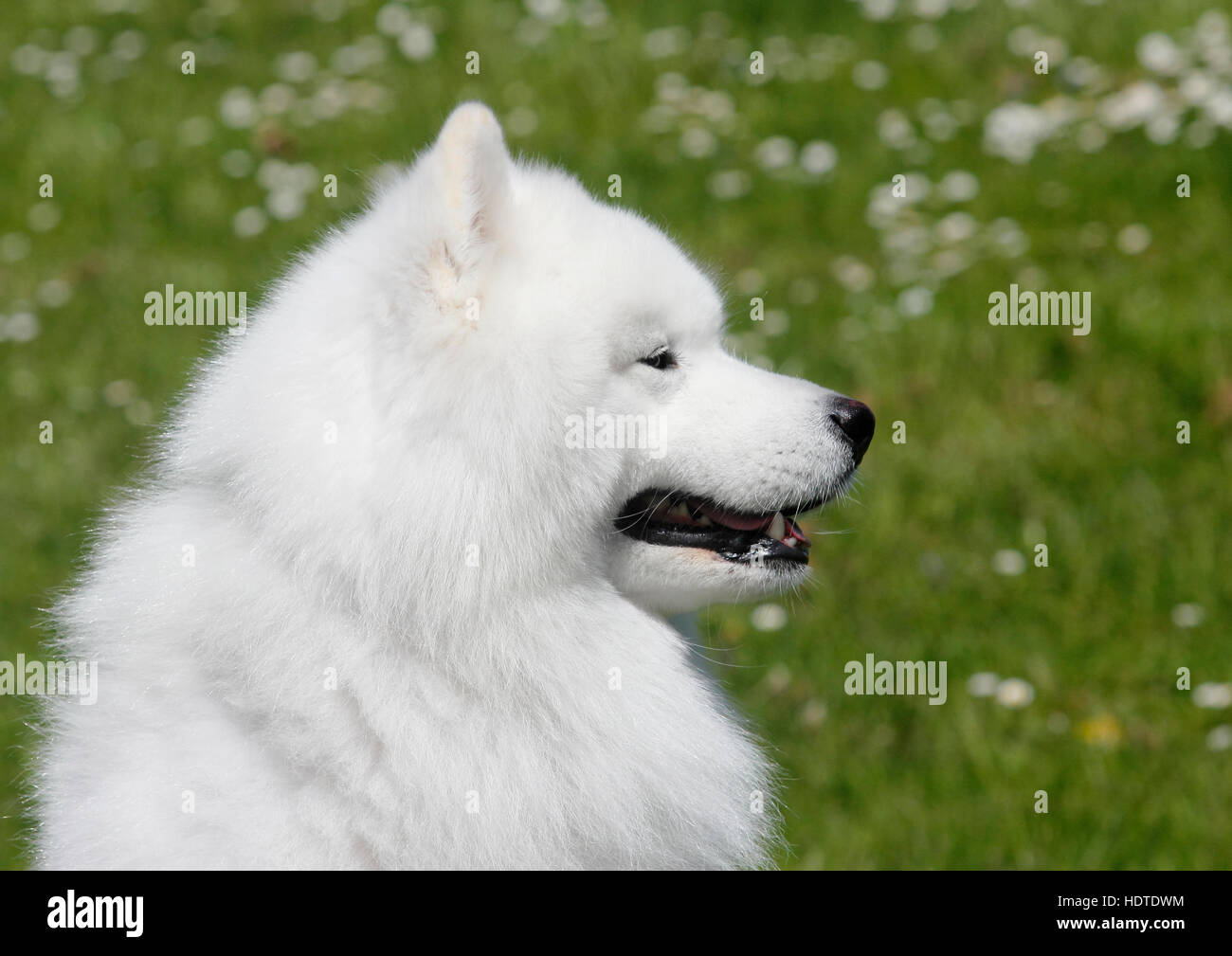Samoyed, portrait, male dog, 6 years, North Rhine-Westphalia, Germany ...