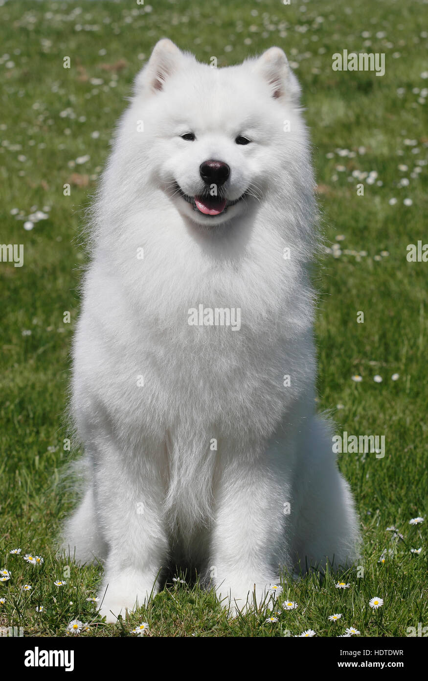 Samoyed, male dog, 6 years, North Rhine-Westphalia, Germany Stock Photo ...