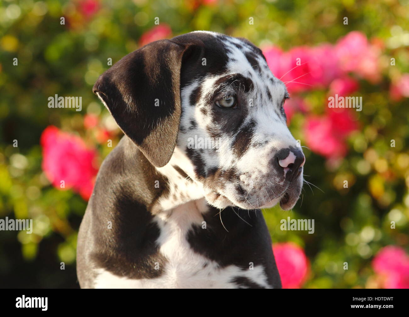 Canary mastiff hi-res stock photography and images - Alamy
