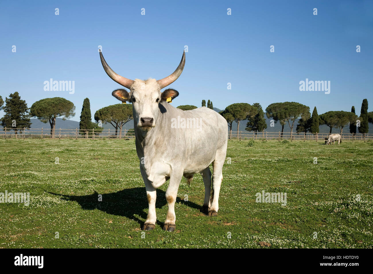 Maremmana (Bos primigenius taurus), Maremmana primitivo, bull on ...