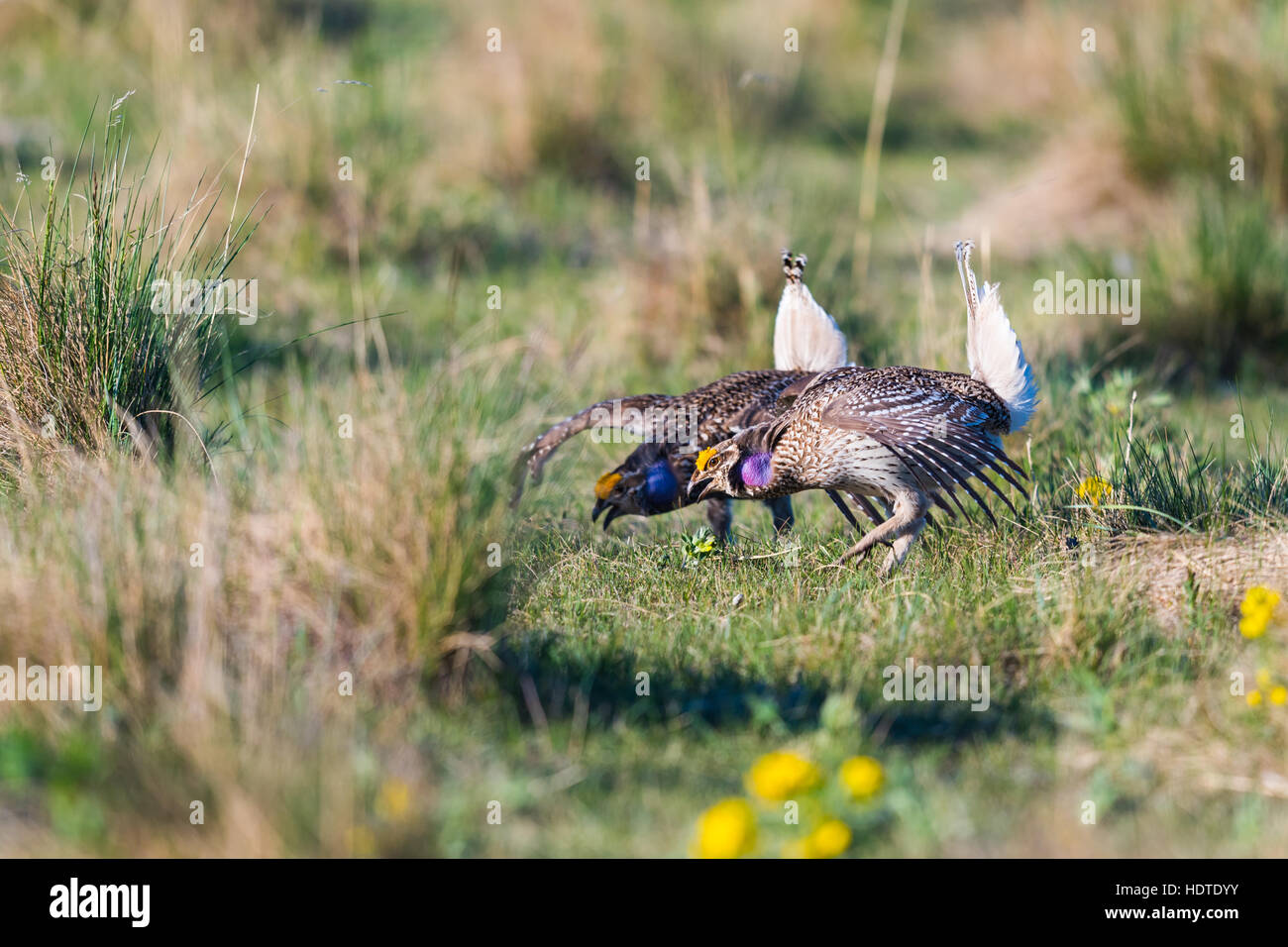 Ritual mating Dance Lek of the Sharp Tailed Grouse Alberta Canada Stock ...