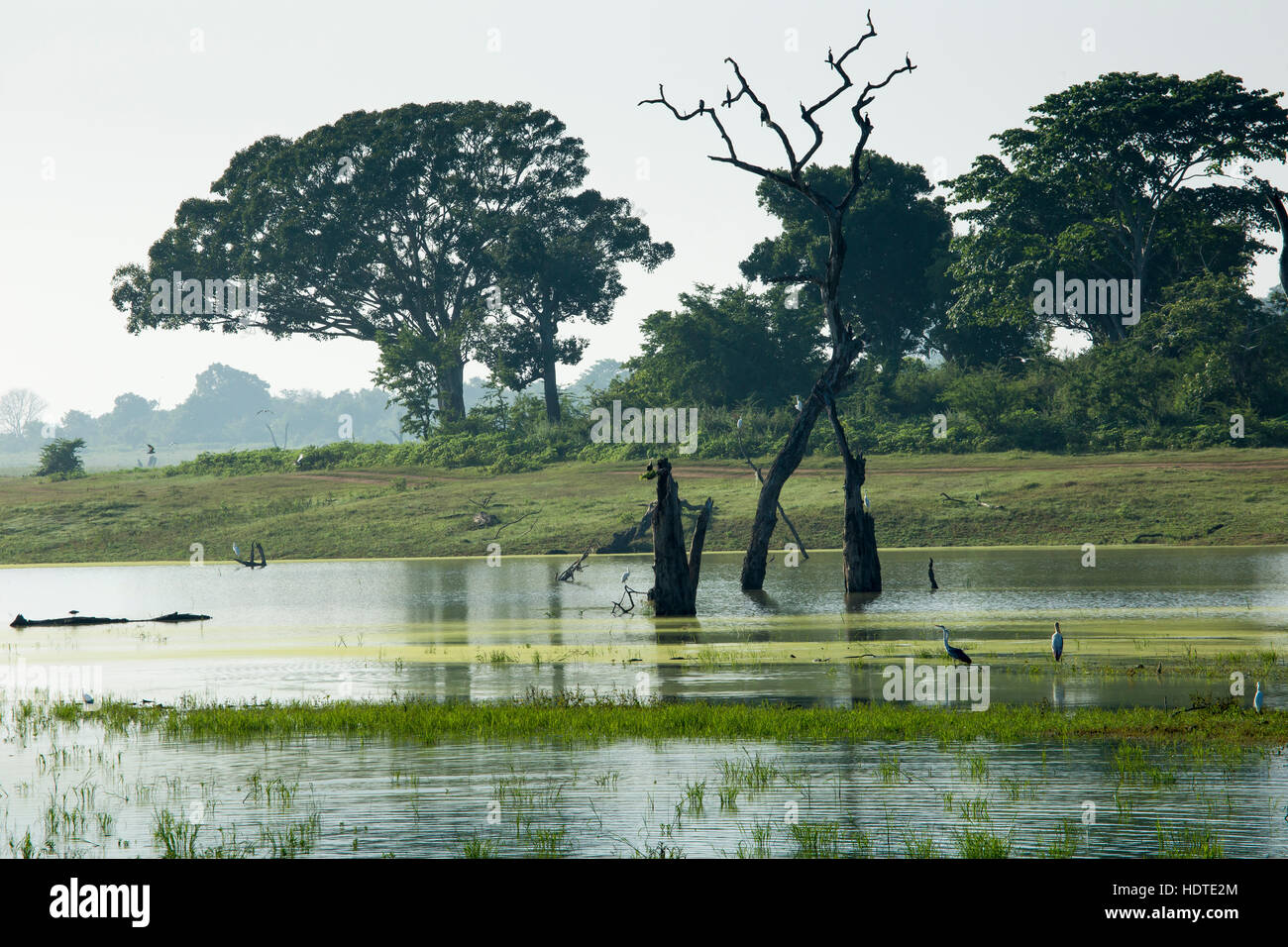 Wild landscape at morning time. Udawalawe National Park in Sri Lanka ...