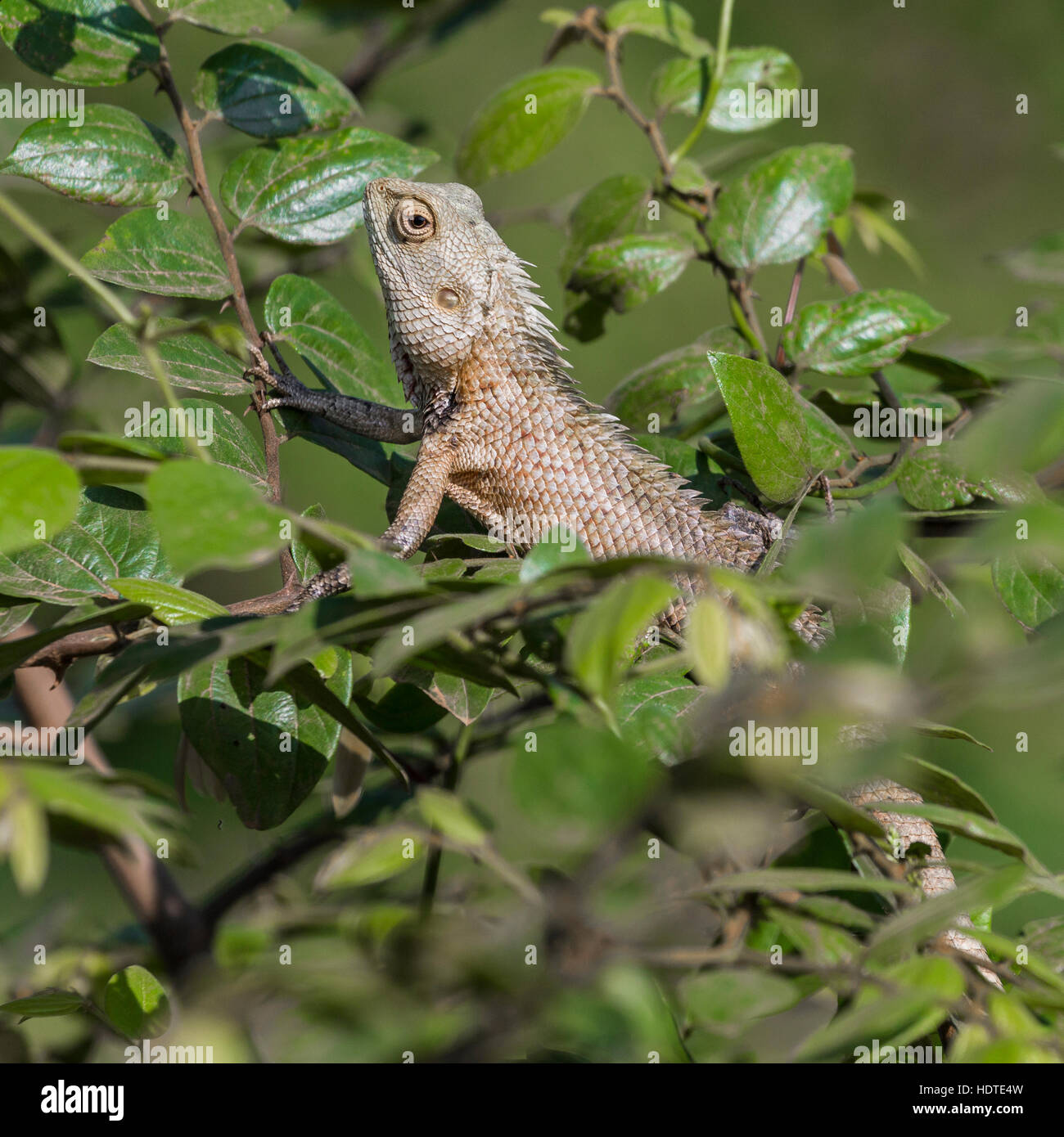 Lizard close up macro animal portrait Stock Photo - Alamy