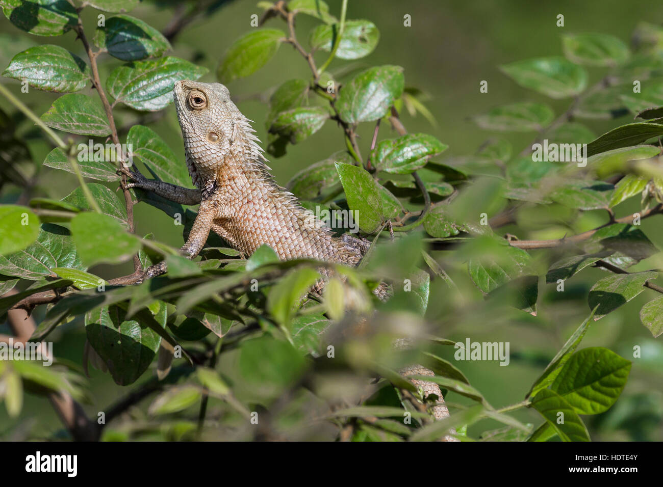 Lizard close up macro animal portrait Stock Photo - Alamy
