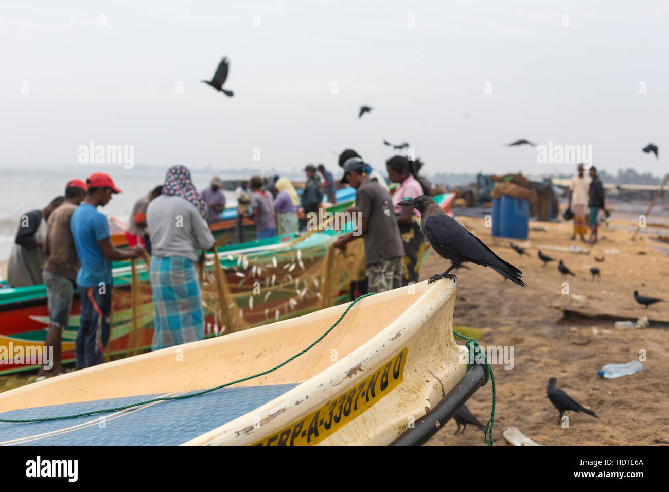 NEGOMBO, SRI LANKA - NOVEMBER 30: People working with fishing nets on ...