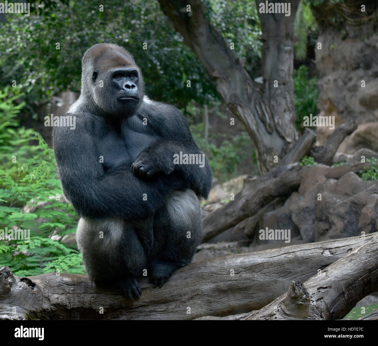 Western lowland gorilla (Gorilla gorilla gorilla), silverback sitting ...