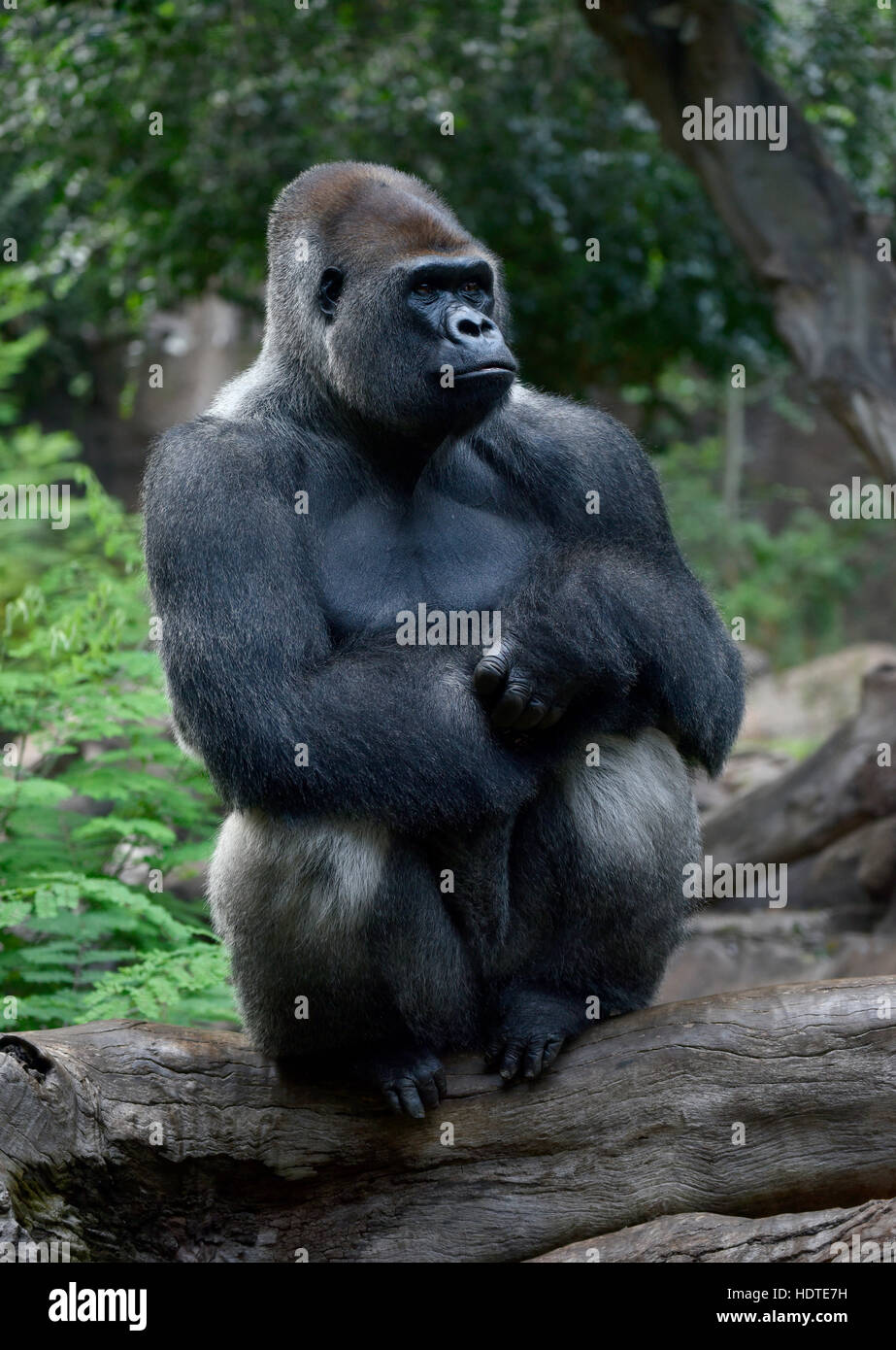 Western lowland gorilla (Gorilla gorilla gorilla), silverback sitting ...