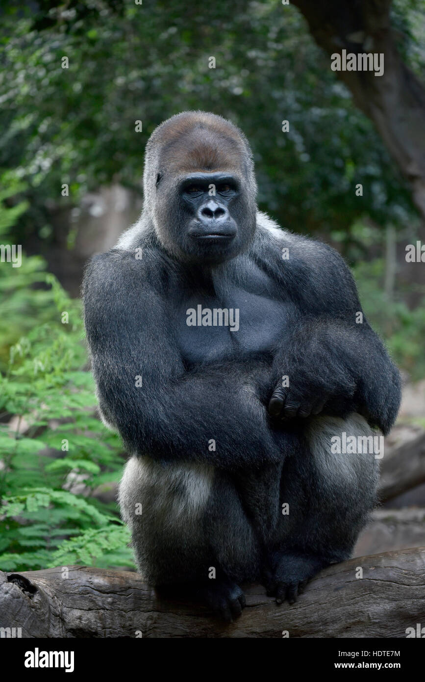 Western lowland gorilla (Gorilla gorilla gorilla), silverback sitting ...