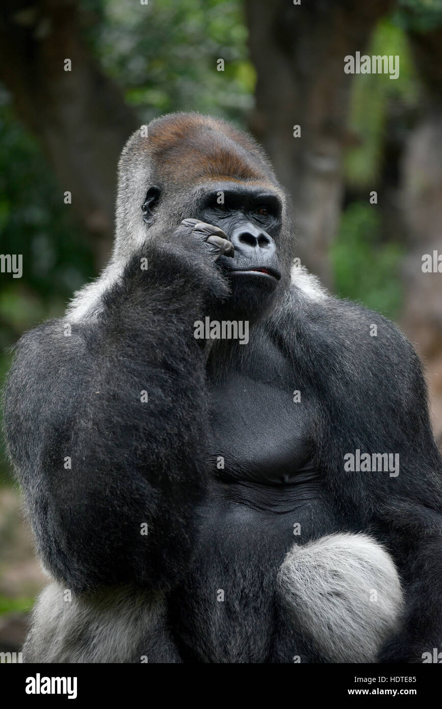 Silverback Gorilla Sitting High Resolution Stock Photography and Images ...