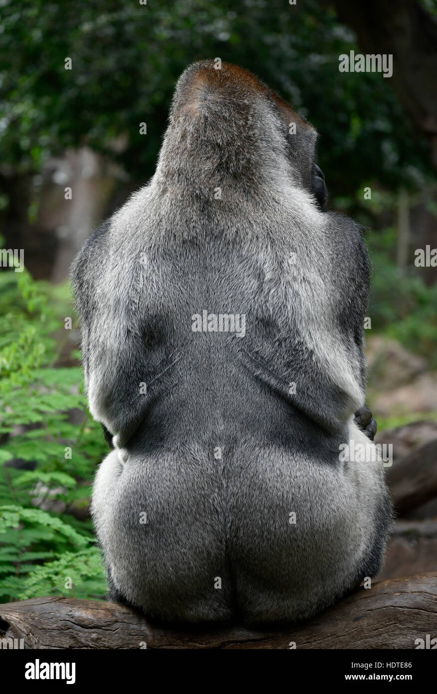 Western lowland gorilla (Gorilla gorilla gorilla), silverback sitting ...