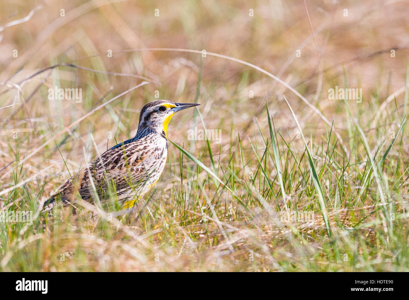 Western Meadowlark in a prairie grassland Stock Photo - Alamy