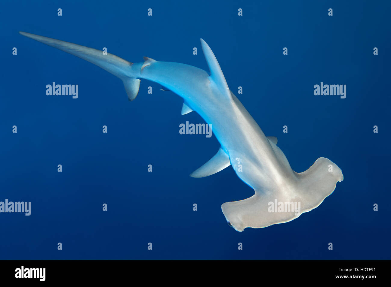 Scalloped hammerhead shark (Sphyrna lewini) swimming in open sea, Red ...