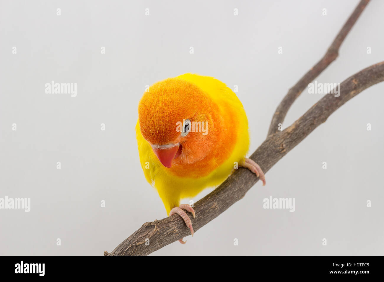 Yellow Lovebird Chick on branch white background Stock Photo - Alamy