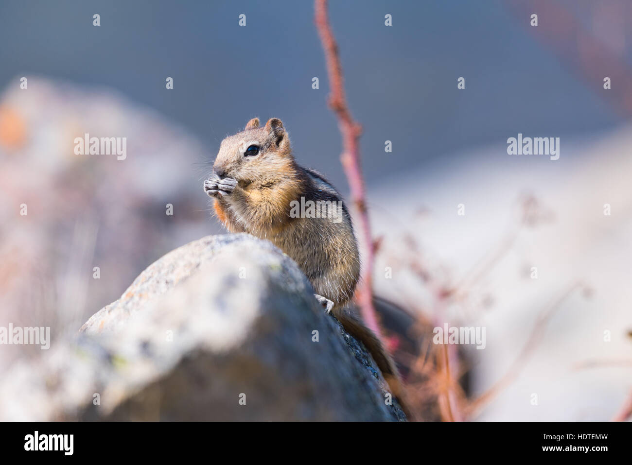 Least Chipmunk, Jasper National Park Stock Photo - Alamy