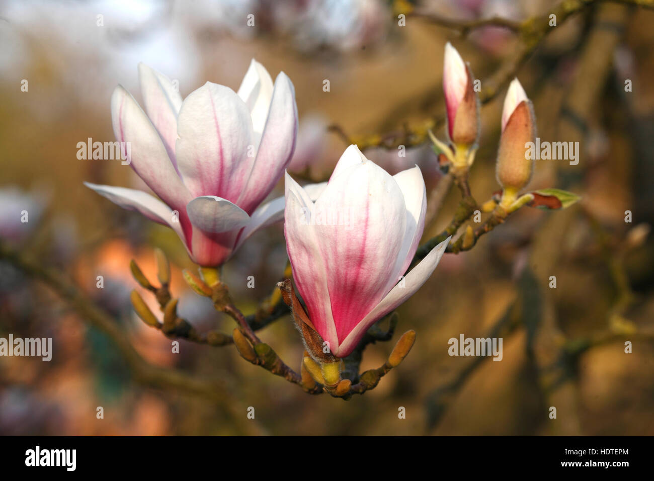 Magnolia Magnolia Sp High Resolution Stock Photography and Images - Alamy