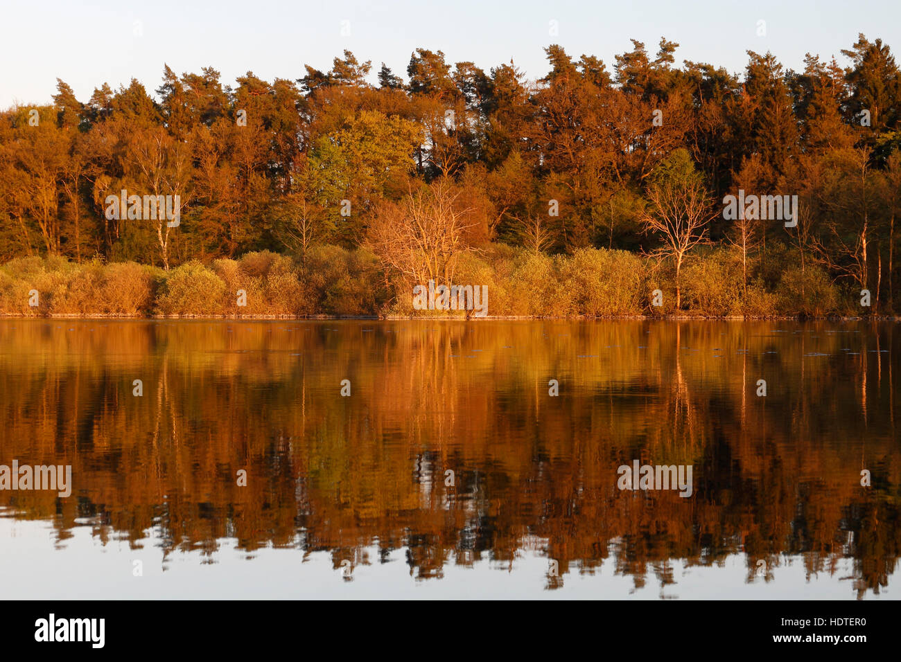 River marsh, River Peene, Peenetal Nature Park, Mecklenburg-Western ...
