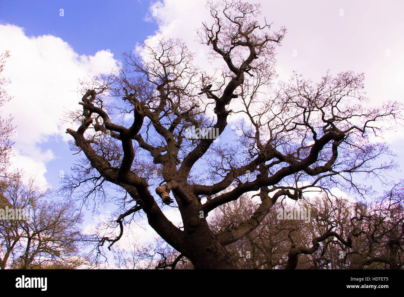 Decaying ancient oak hi-res stock photography and images - Alamy