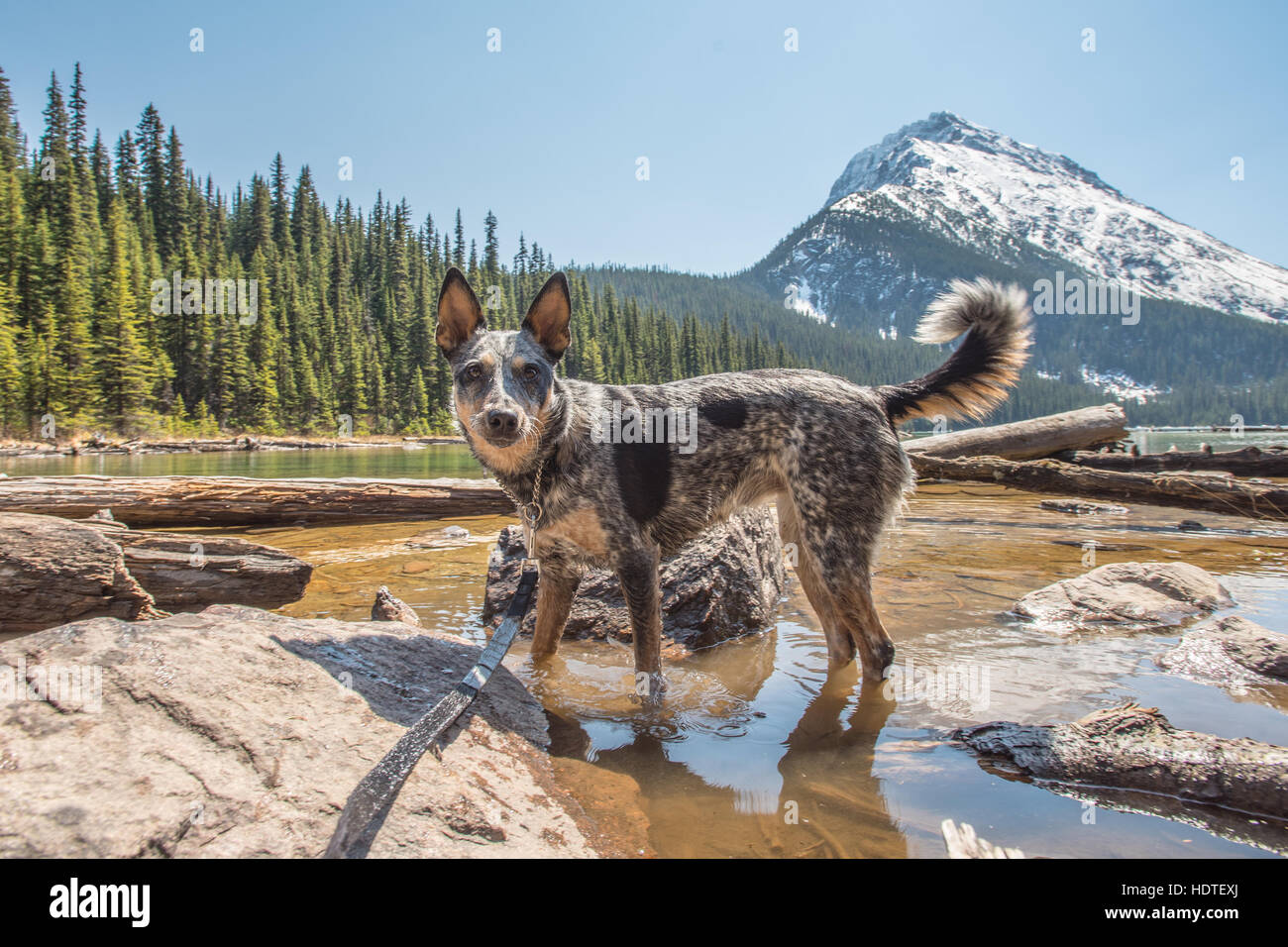 Blue Heeler playing in the water of Geraldine Lake Jasper National Park ...