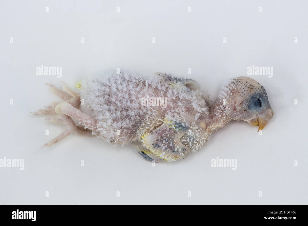 Dead budgie chick on white background Stock Photo - Alamy