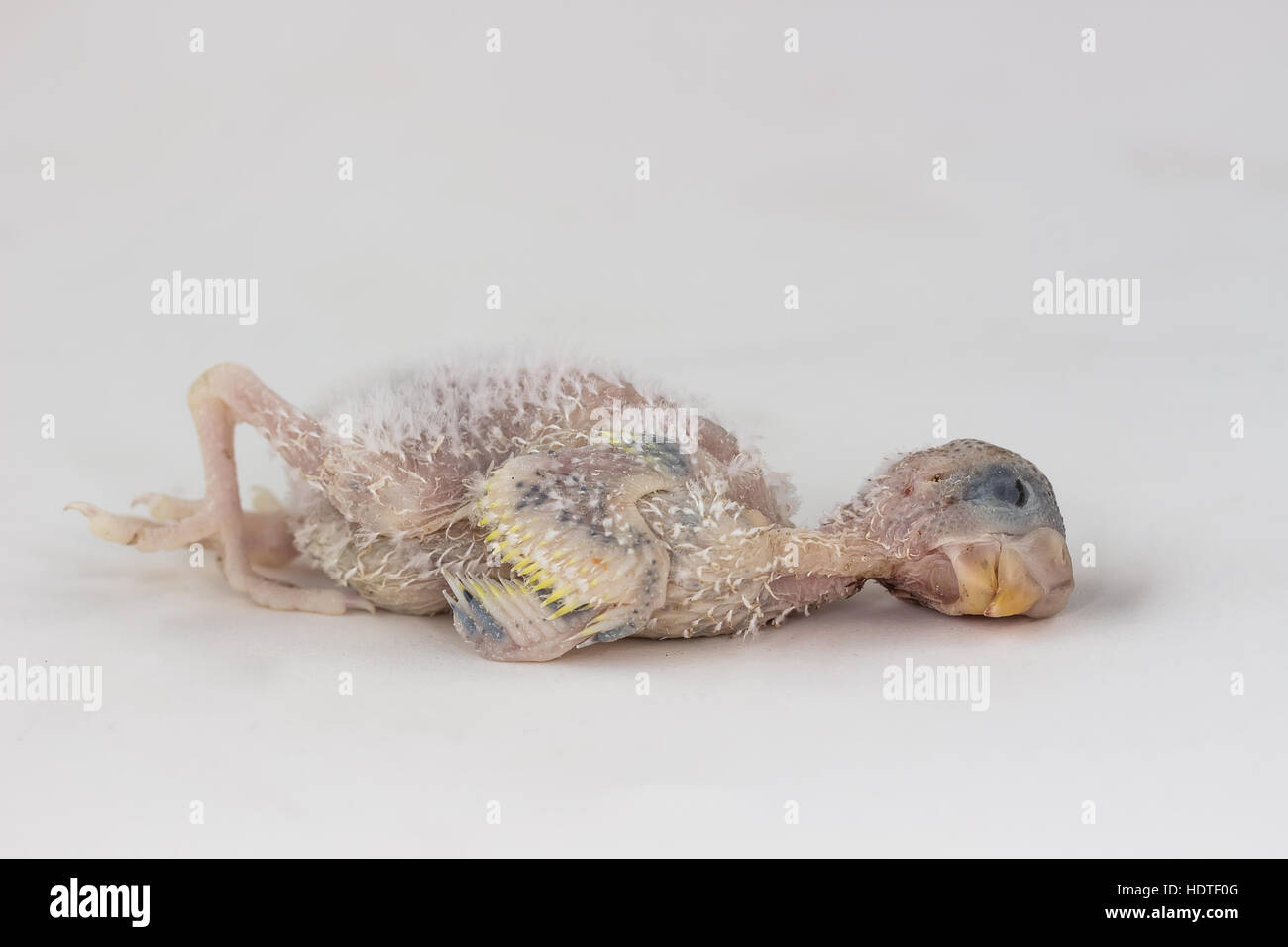 Dead budgie chick on white background Stock Photo - Alamy
