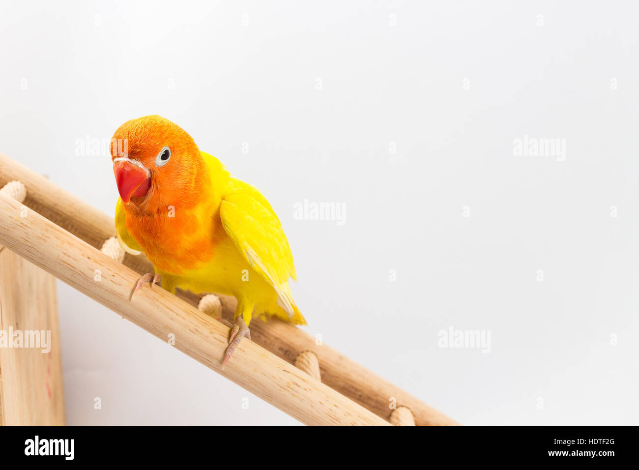 Double Yellow Lovebird in white background Stock Photo - Alamy