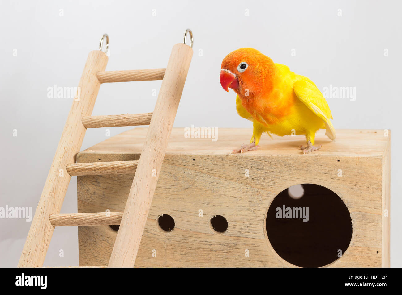 Double Yellow Lovebird in white background Stock Photo - Alamy
