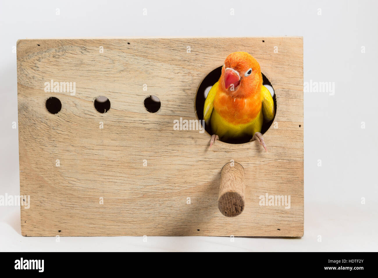Double Yellow Lovebird in white background Stock Photo - Alamy