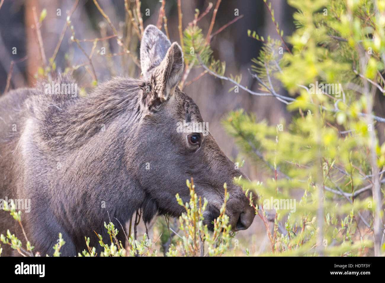 Moose feeding in a willow patch Jasper National Park Alberta Canada ...