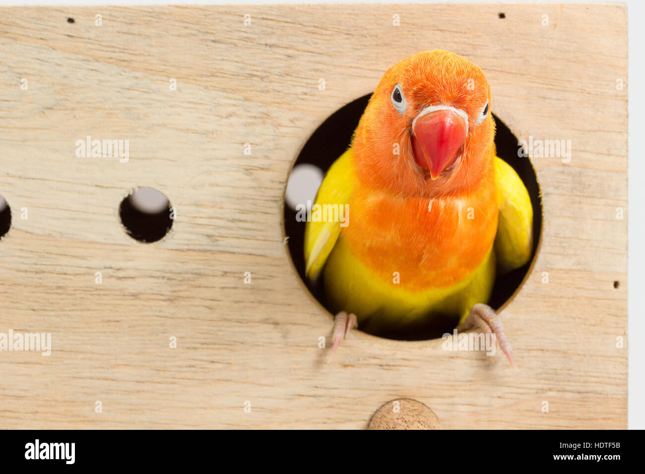 Double Yellow Lovebird in white background Stock Photo - Alamy