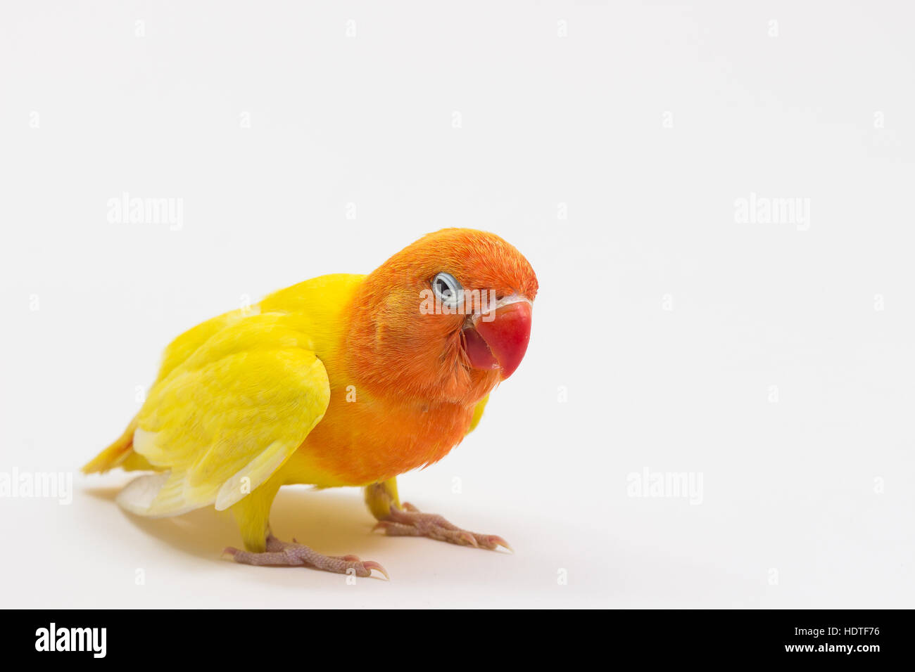 Bird of joy hi-res stock photography and images - Alamy