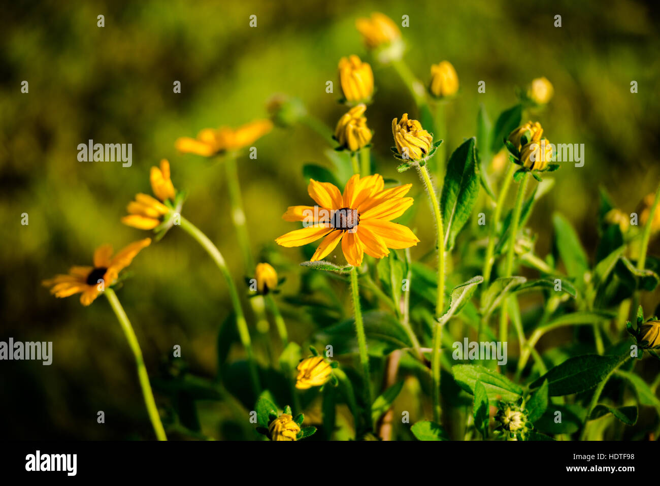 Most amazing flowers hi-res stock photography and images - Alamy