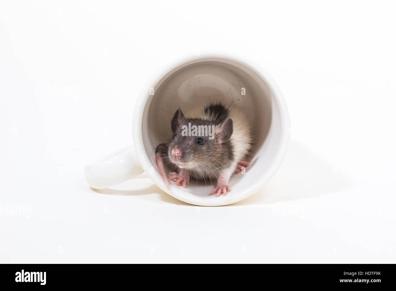 Brattleboro rat, Lab Rat on white background Stock Photo - Alamy