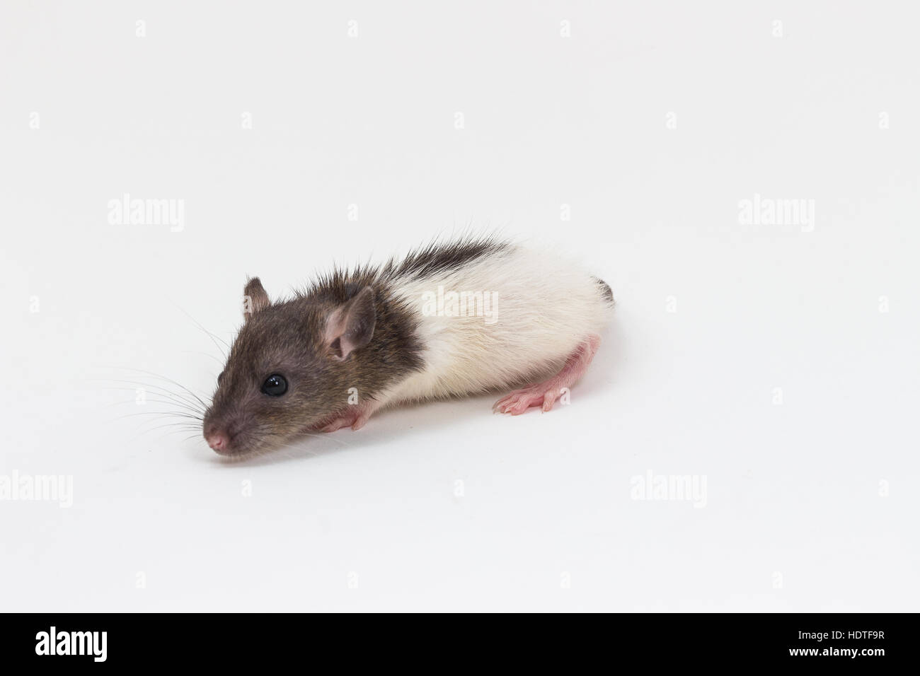Brattleboro rat, Lab Rat on white background Stock Photo - Alamy